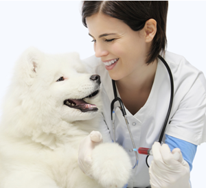 Speech Recognition for Veterinary | Voice to Text Solutions
